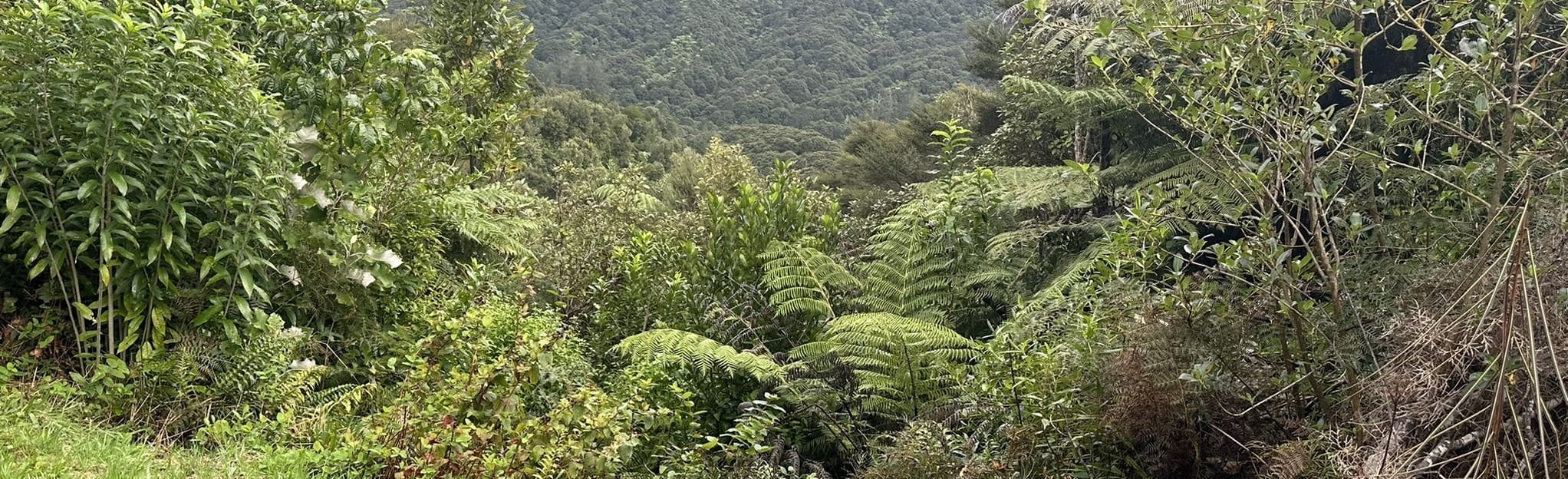 Mount Kohukohunui from Upper Mangatawhiri Campground: 82 Fotos ...