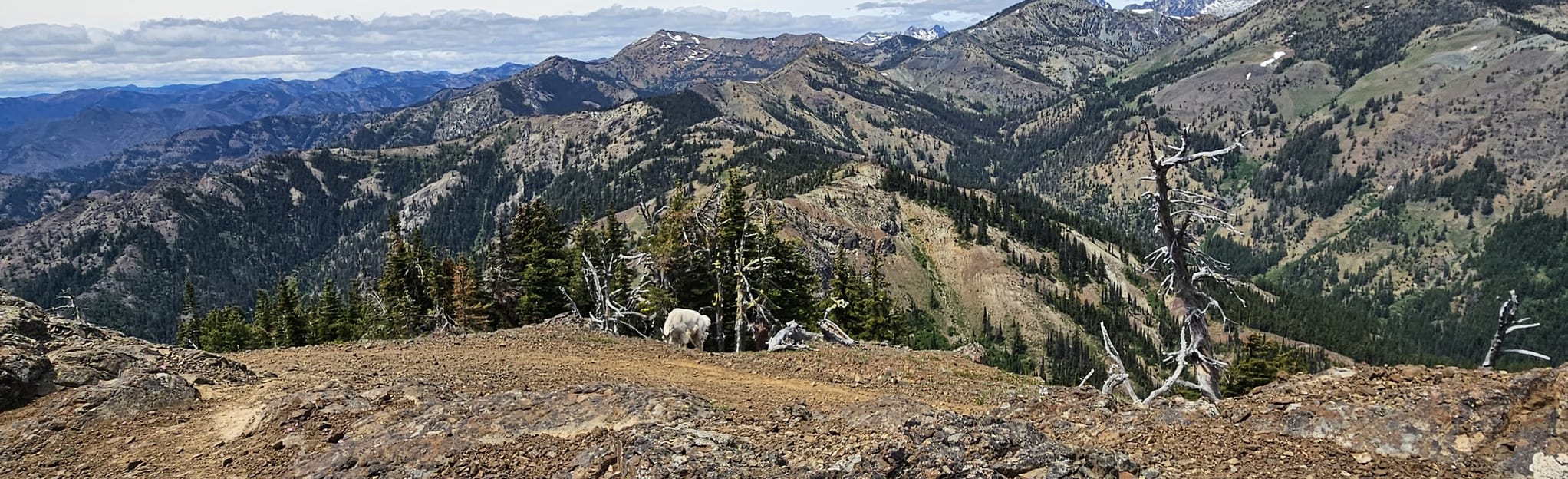 Miller Peak Trail , Washington - 150 Reviews, Map | AllTrails