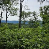 Old Loggers and Stony Trail Loop, Pennsylvania - 54 Reviews, Map ...