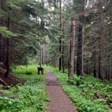 Loop Brook Trail, British Columbia, Canada - 142 Reviews, Map | AllTrails