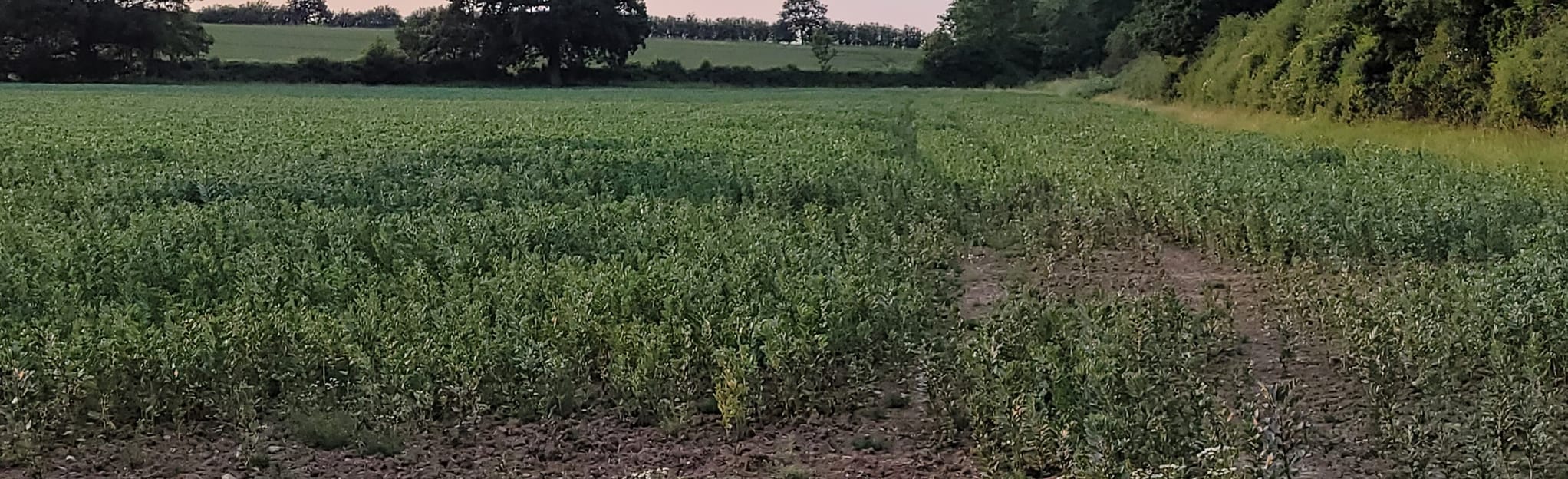 Basing Wood and Five Acre Piece Circular, Hampshire, England - 36 ...
