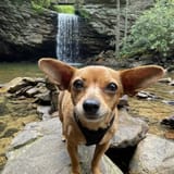 Little Stony Falls Trail, Virginia - 236 Reviews, Map | AllTrails