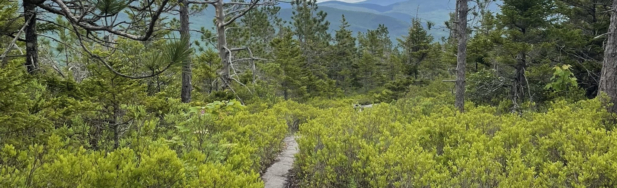 Blueberry Mountain via North Trailhead, New Hampshire - 92 Reviews, Map ...