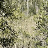 Whipple Trail, Utah - 297 Reviews, Map | AllTrails