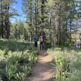 Sagehen Creek Loop, California - 852 Reviews, Map | AllTrails