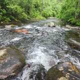 Conasauga River Trail, Georgia - 123 Reviews, Map | AllTrails