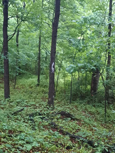 Best Hikes and Trails in East Hanover Nature Park | AllTrails