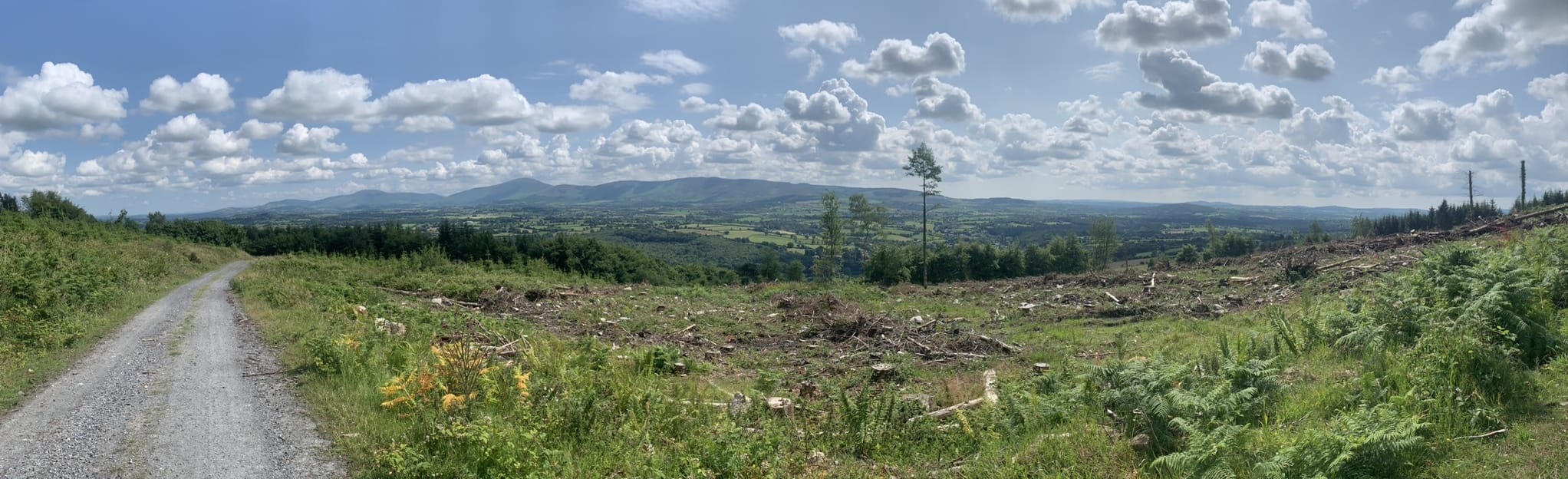 Brandon Hill Loop, County Kilkenny, Ireland - 96 Reviews, Map | AllTrails