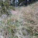 Huckleberry Hill Loop Trail, California - 763 Reviews, Map | AllTrails