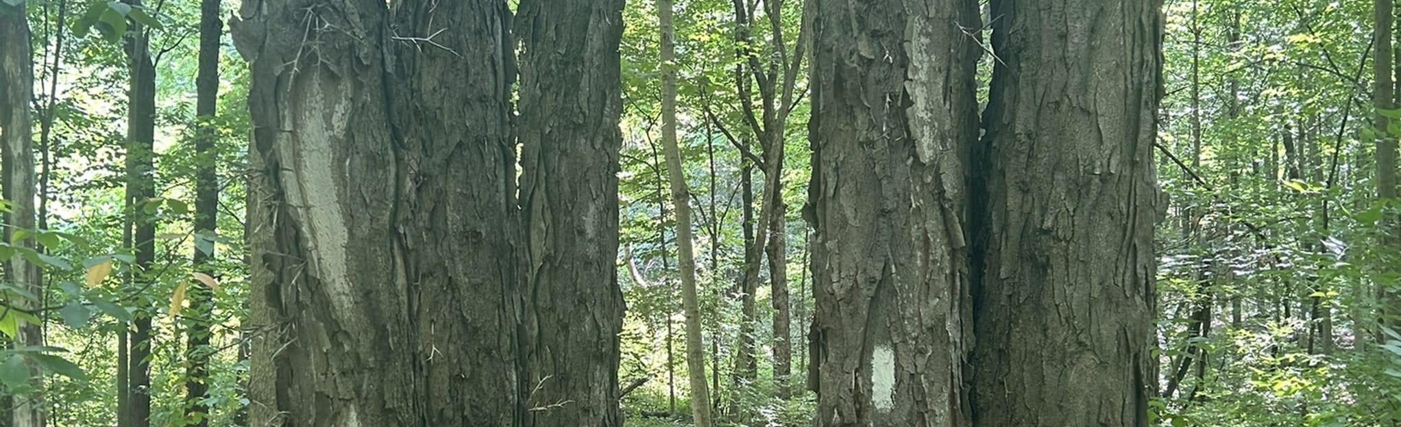 flory-preserve-1-mile-loop-indiana-5-reviews-map-alltrails