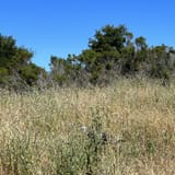 Redtail Loop to Arastradero Creek Loop, California - 1,738 Reviews, Map ...