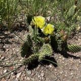 Memmen Ridge Open Space Trail, Colorado - 266 Reviews, Map | AllTrails