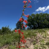 Memmen Ridge Open Space Trail, Colorado - 266 Reviews, Map | AllTrails