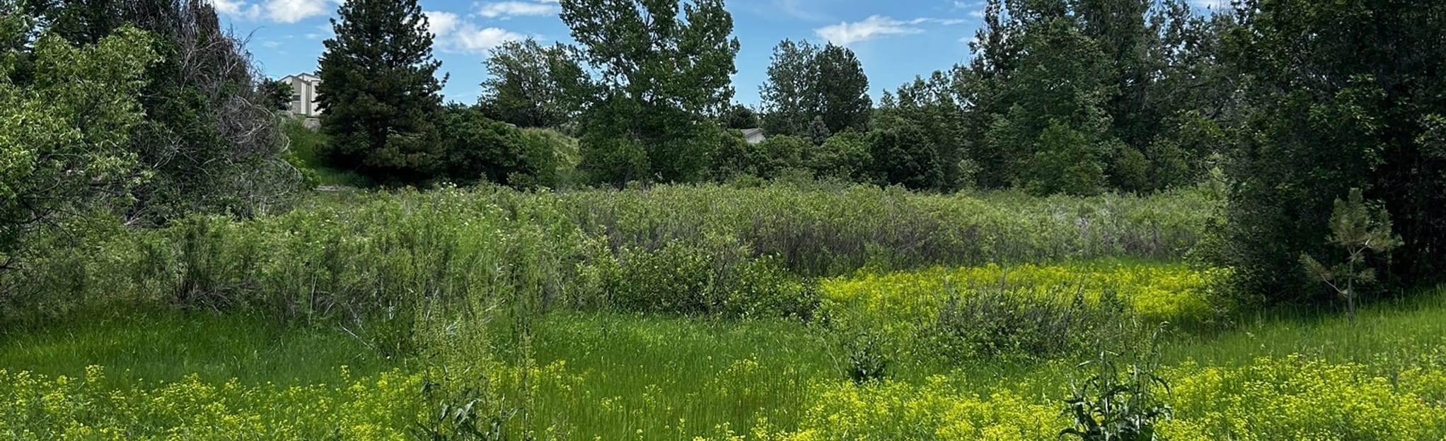 Memmen Ridge Open Space Trail, Colorado - 216 Reviews, Map | AllTrails