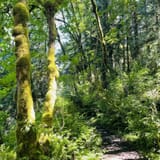 Chuckanut Ridge Trail, Washington - 375 Reviews, Map | AllTrails
