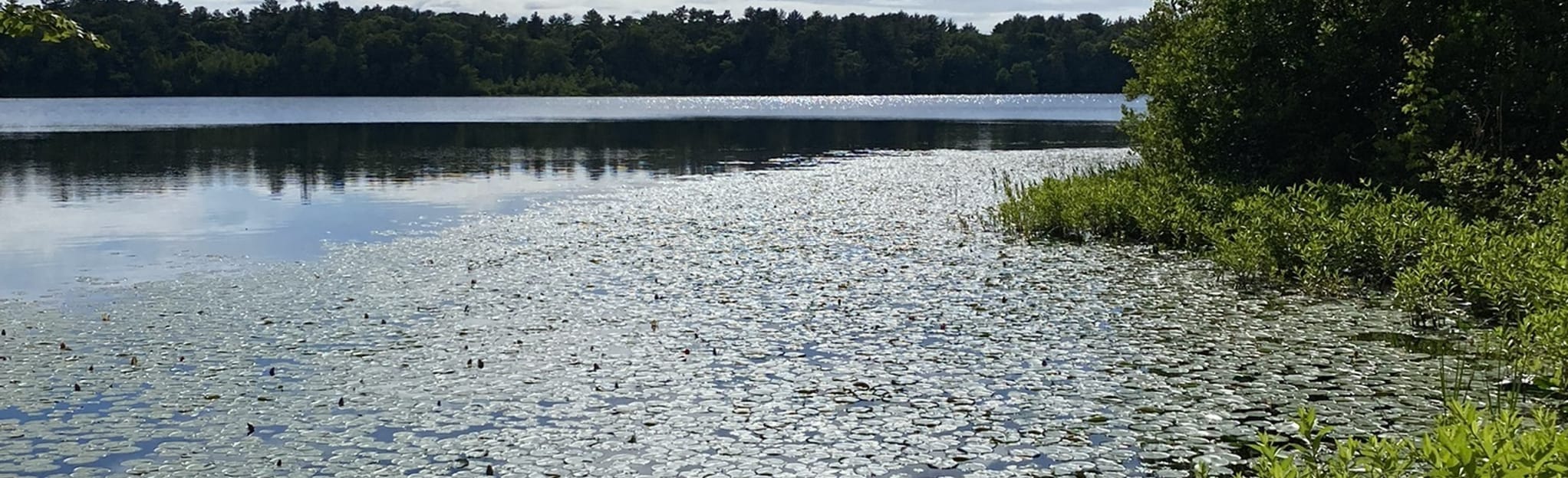 Watson Pond, Massachusetts - 14 Reviews, Map | AllTrails