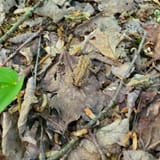 Shaker Mountain Loop via Shaker Trail, Massachusetts - 465 Reviews, Map ...