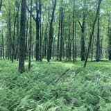 Morrison and Rimrock Trail Loop, Pennsylvania - 430 Reviews, Map ...