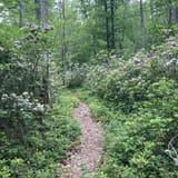 Morrison and Rimrock Trail Loop, Pennsylvania - 492 Reviews, Map ...