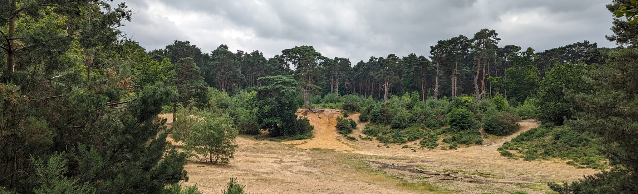Oxshott Heath Circular, Surrey, England - 191 Reviews, Map | AllTrails