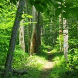 Peg Leg Mine Trail, Tennessee - 165 Reviews, Map | AllTrails