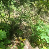 Peg Leg Mine Trail, Tennessee - 165 Reviews, Map | AllTrails