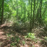 Peg Leg Mine Trail, Tennessee - 165 Reviews, Map | AllTrails