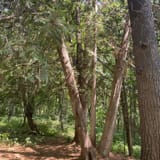 Arcola Bluffs Trail, Minnesota - 192 Reviews, Map | AllTrails