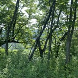 Arcola Bluffs Trail, Minnesota - 192 Reviews, Map | AllTrails