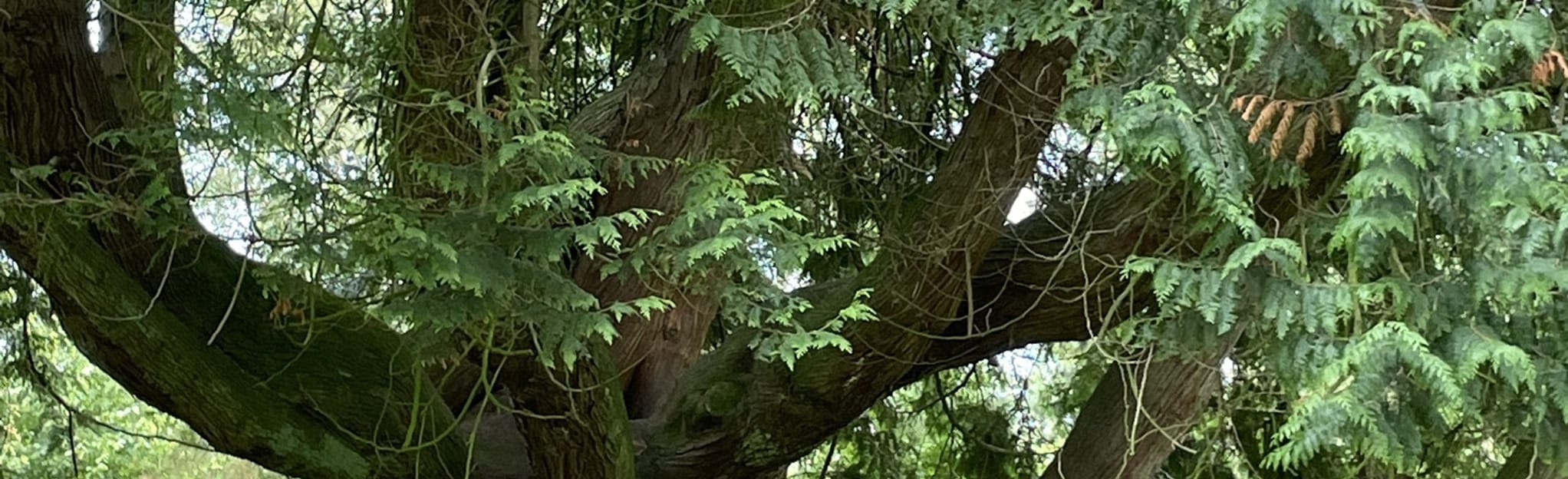 Lee Fields River Walk: 50 foto - County Cork, Irlanda | AllTrails