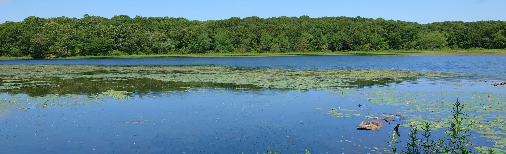 Belleville Pond, Rhode Island - 1,106 Reviews, Map | AllTrails