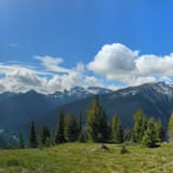 Silver Forest Trail, Washington - 382 Reviews, Map | AllTrails