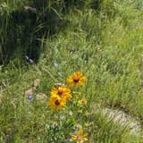 Tallman Ranch via Bridge Creek Trailhead, Colorado - 459 Reviews, Map ...