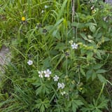 Tallman Ranch via Bridge Creek Trailhead, Colorado - 459 Reviews, Map ...