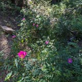 Tallman Ranch via Bridge Creek Trailhead, Colorado - 459 Reviews, Map ...