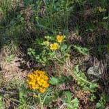 Tallman Ranch via Bridge Creek Trailhead, Colorado - 459 Reviews, Map ...