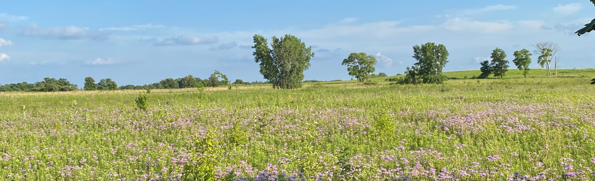 Springbrook Prairie Trail, Illinois - 906 Reviews, Map | AllTrails