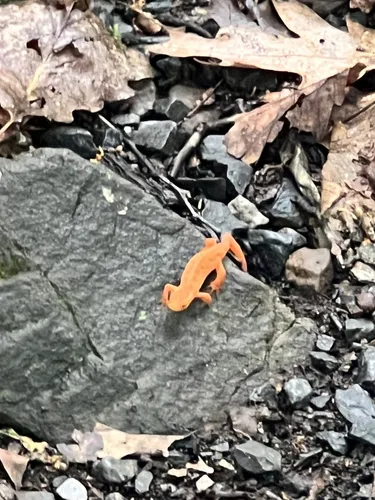 Best Hikes and Trails in Spruce Knob-Seneca Rocks National Recreation ...