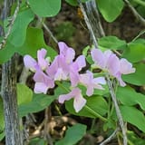 Box Elder Creek Trail, Utah - 297 Reviews, Map | AllTrails