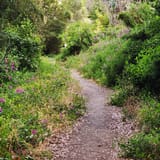 Chaminade Nature Trail, California - 389 Reviews, Map | AllTrails