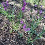 Gill Trail, Colorado - 302 Reviews, Map | AllTrails