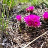 Gill Trail, Colorado - 302 Reviews, Map | AllTrails