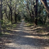 Palm Jungle Loop Track, New South Wales, Australia - 339 Reviews, Map ...