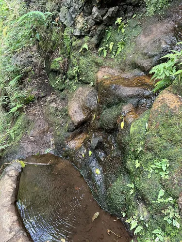 Best Hikes and Trails in Waihou Spring Forest Reserve | AllTrails