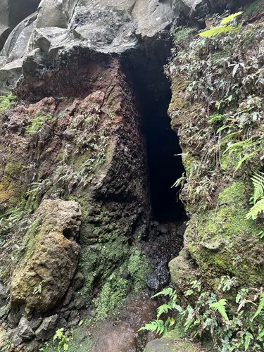 Best Hikes and Trails in Waihou Spring Forest Reserve | AllTrails