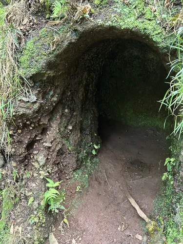 Best Hikes and Trails in Waihou Spring Forest Reserve | AllTrails