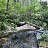 Cat Gap Loop Trail, North Carolina - 667 Reviews, Map | AllTrails