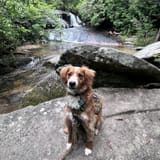 Cat Gap Loop Trail, North Carolina - 667 Reviews, Map | AllTrails