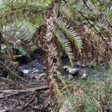 Griffith Falls via Inverness Track, Victoria, Australia - 23 Reviews ...