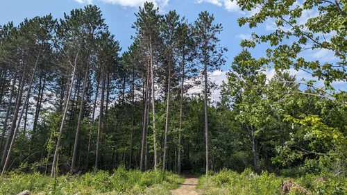 Best Forest Trails in Pine Grove Forest | AllTrails